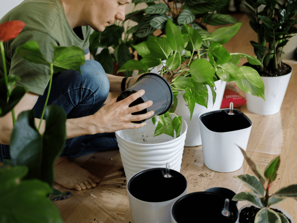 Cómo Cuidar Tus Plantas