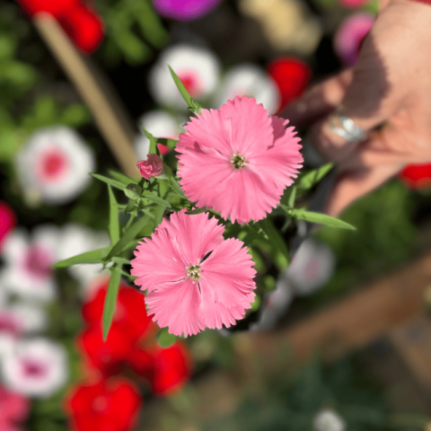 Clavelina - Vivero Agronomía