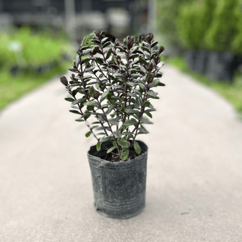 Hebe Purple Queen - Vivero Agronomía