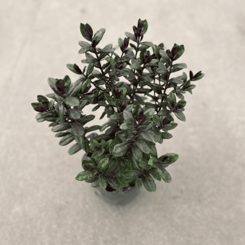 Hebe Purple Queen - Vivero Agronomía