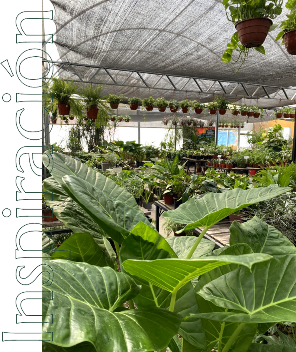 Vivero - Vivero Agronomía