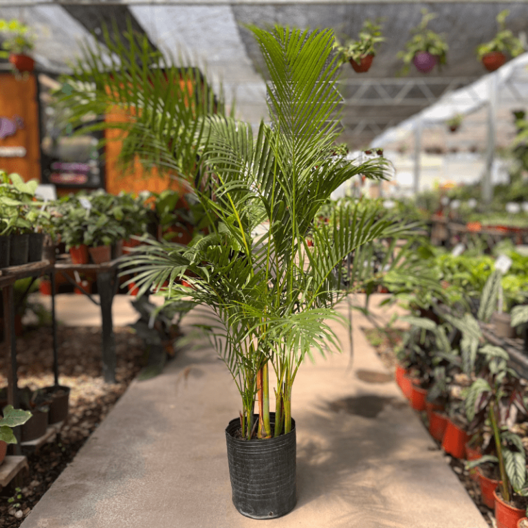 Vivero online - Tienda - Vivero Agronomía