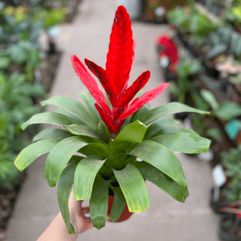 Vriesia - Vivero Agronomía