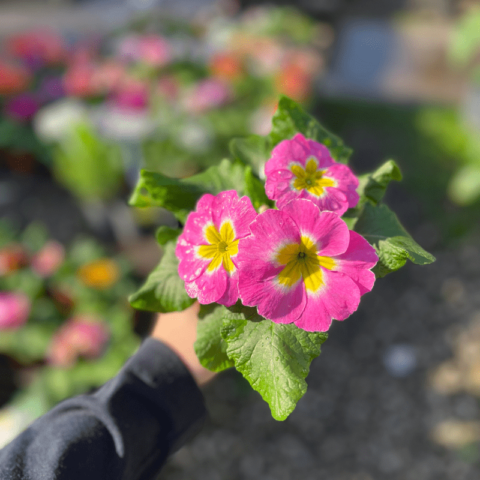 Primavera - Vivero Agronomía
