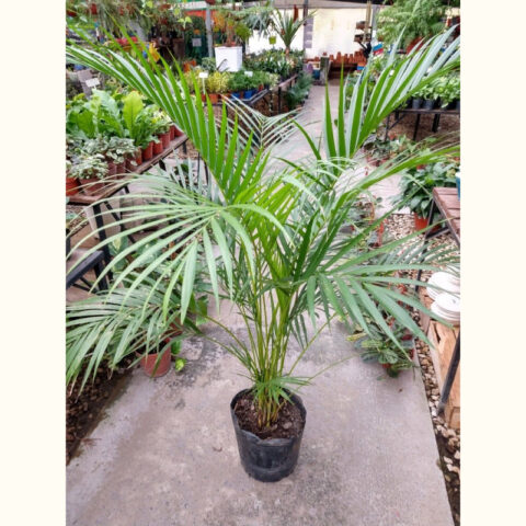 Areca - Vivero Agronomía