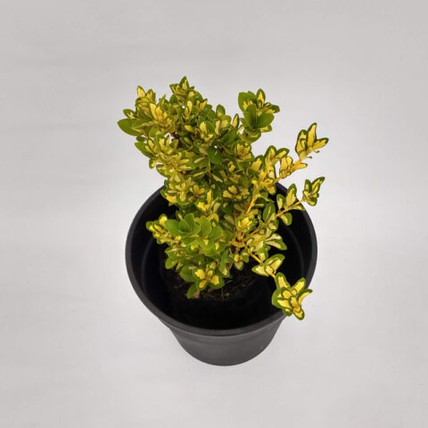 Euonymus - Vivero Agronomía