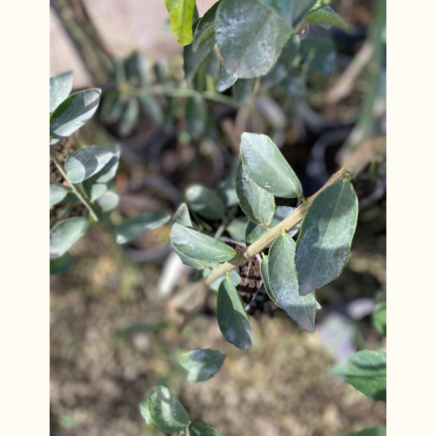 Lima tahiti - Vivero Agronomía