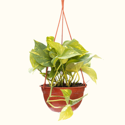 Pothus - Vivero Agronomía