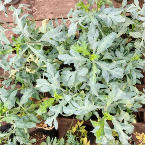 Ruda macho - Vivero Agronomía