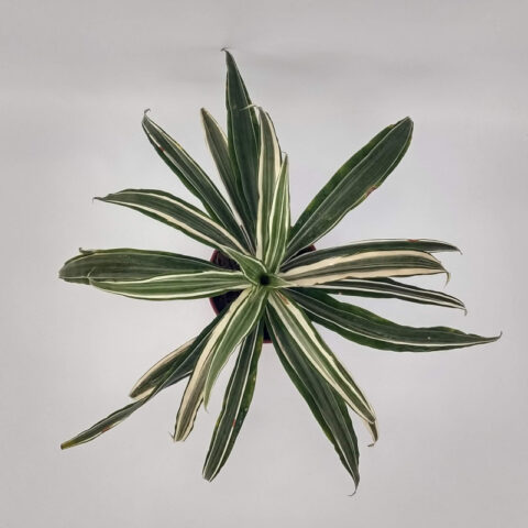 Drassena Warnecky - Vivero Agronomía