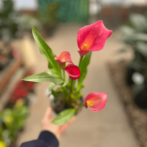 Calla color - Vivero Agronomía